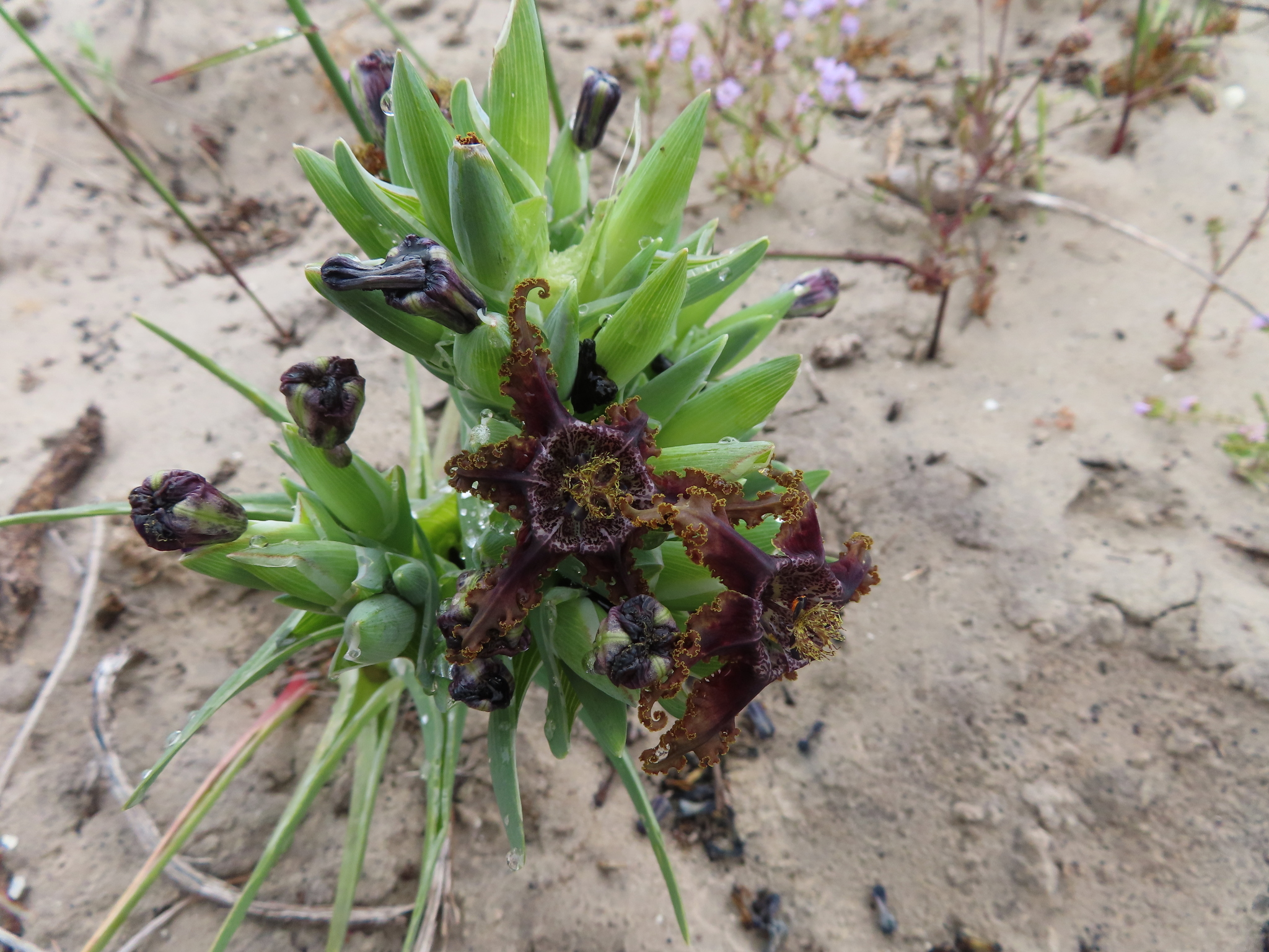 Ferraria foliosa G.J.Lewis