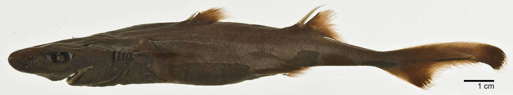 Dwarf Lantern Shark (Etmopterus perryi) - Marine Life Identification