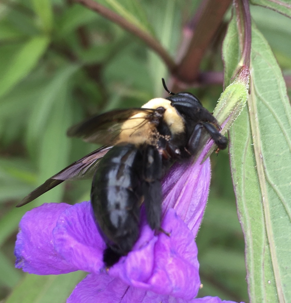 Eastern Carpenter Bee from Washington Park, Springfield, IL, US on ...