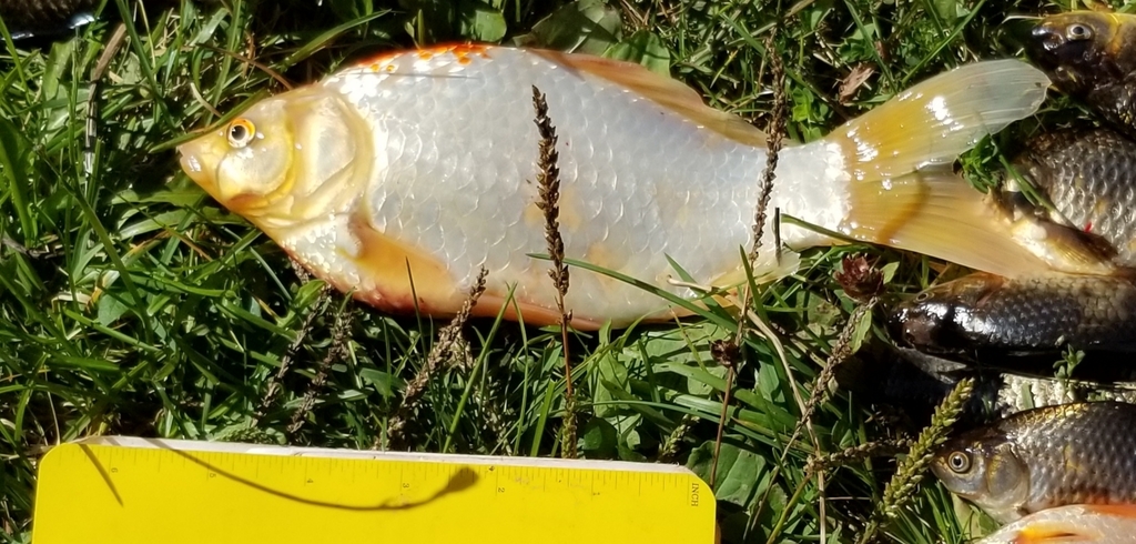 Goldfish from York, PE C0A 1P0, Canada on September 21, 2021 at 12:53 ...