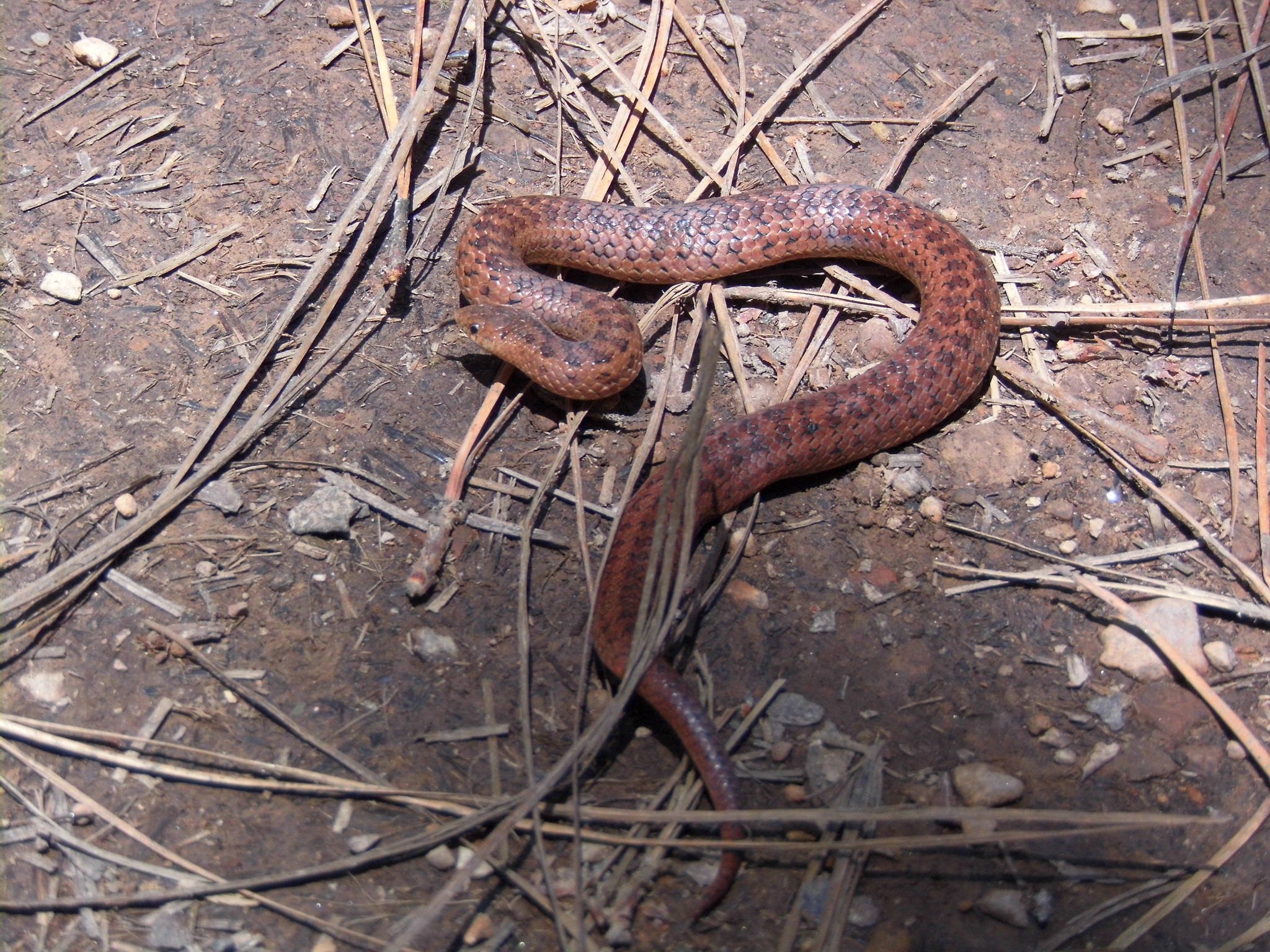 Conopsis biserialis (Taylor & Smith, 1942)