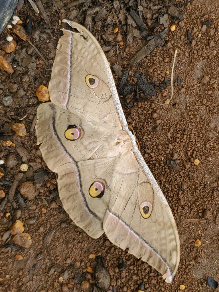 Japanese Silk Moth from 7279 Torami, Ichinomiya, Chōsei District, Chiba ...