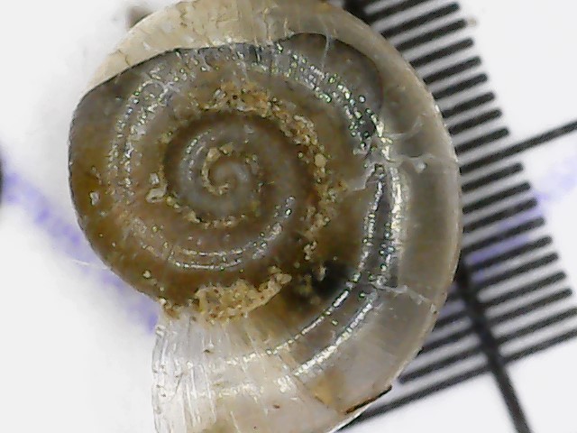 Valvata cristata O.F.Müller, 1774