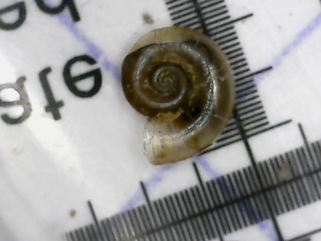 Valvata cristata O.F.Müller, 1774