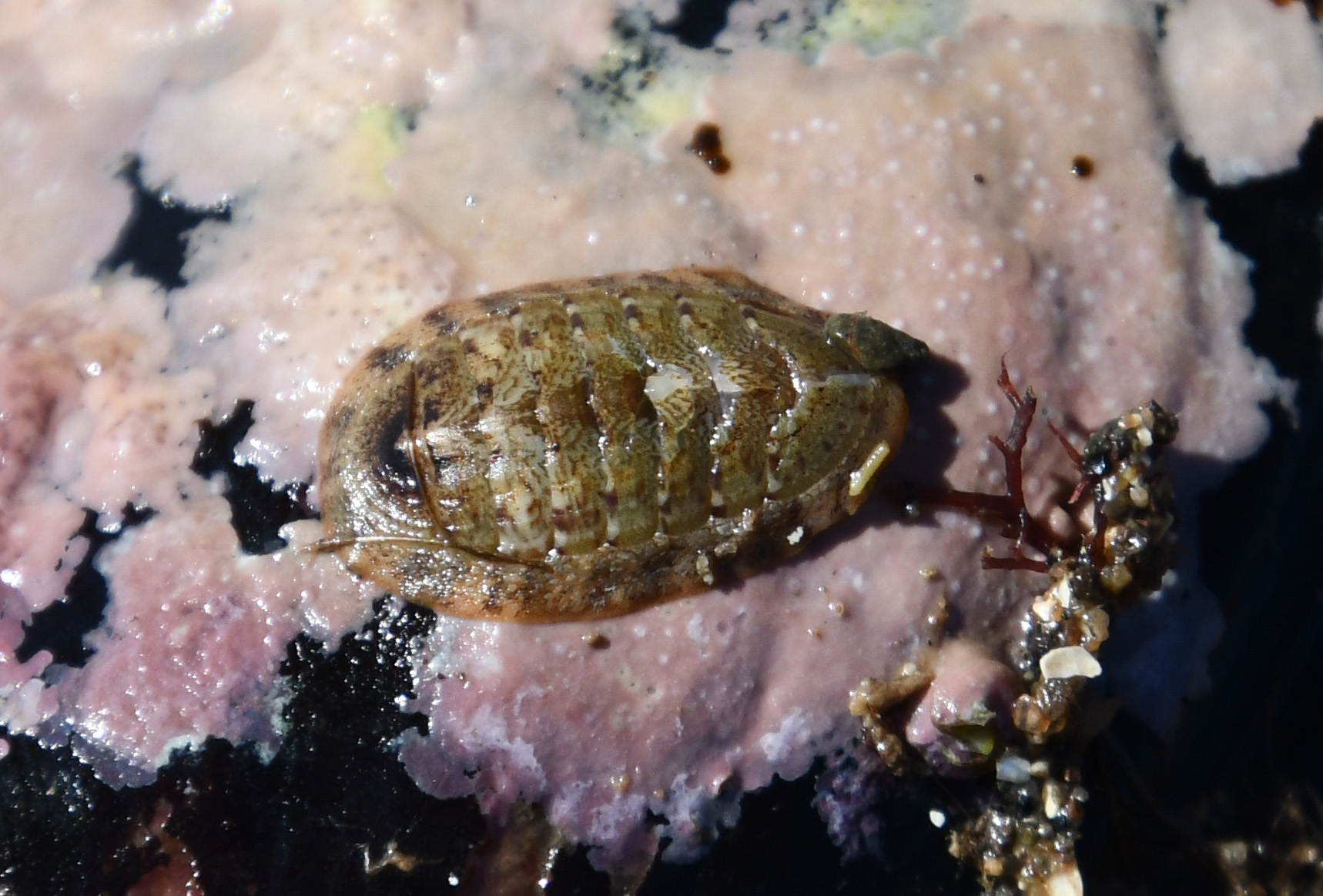 Ischnochiton boninensis Bergenhayn, 1933
