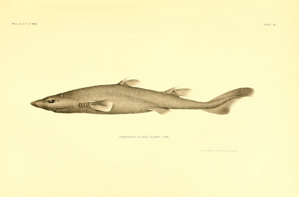 Hawaiian Lantern Shark (Etmopterus villosus) - Marine Life Identification