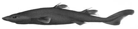 Hawaiian Lantern Shark (Etmopterus villosus) - Marine Life Identification