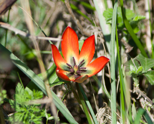 Orange Wild Tulip (Tulipa orphanidea) · iNaturalist