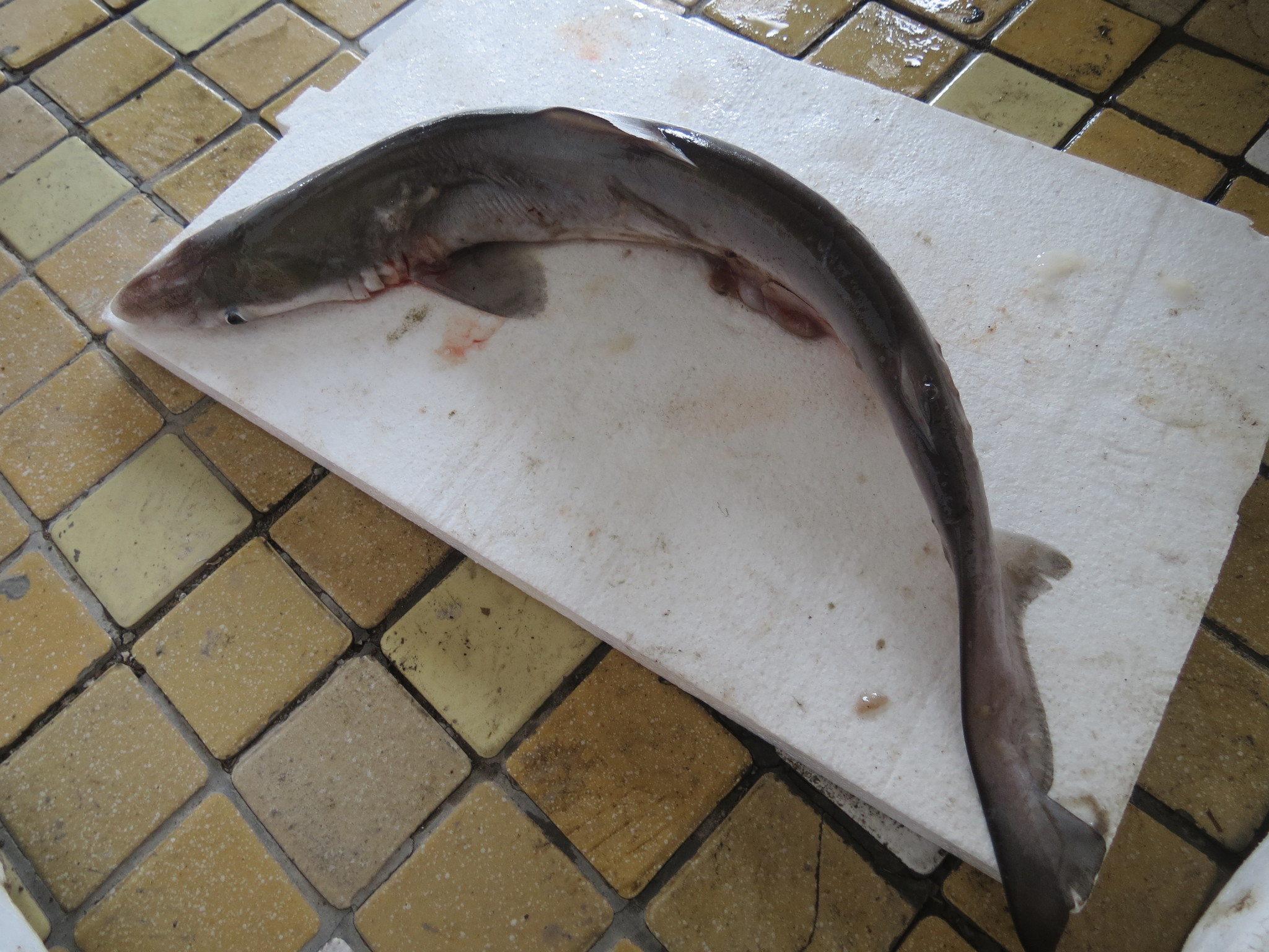 Scoliodon Müller & Henle, 1837