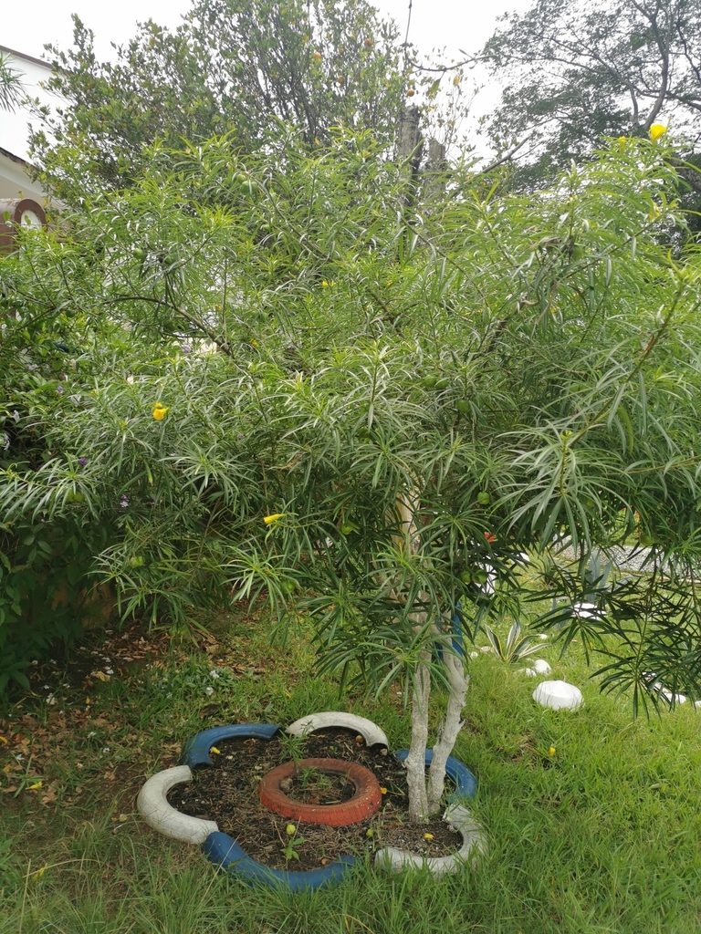 Be-still tree from San Alonso, Bucaramanga, Santander, Colombia on ...