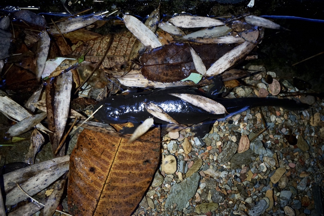 Pachytriton feii Nishikawa, Jiang & Matsui, 2011