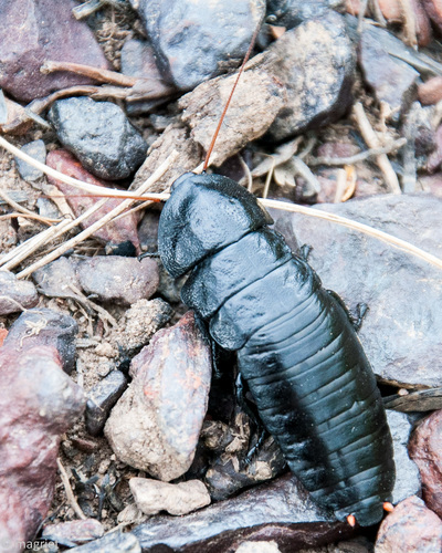 Barrel Roaches (Genus Bantua) · iNaturalist