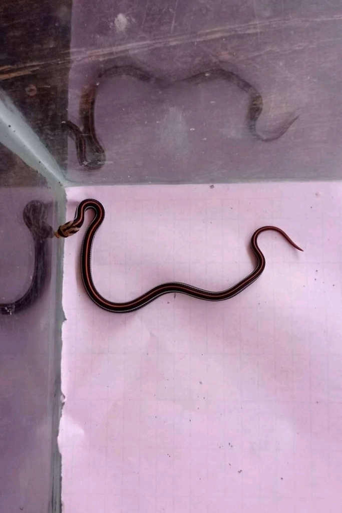 (Eight-) Striped Kukri Snake from Kenali Asam Bawah, Kota Baru, Jambi ...