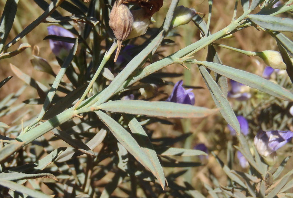 Violet-flash Fountainbush from Greater Plettenberg Bay on January 21 ...