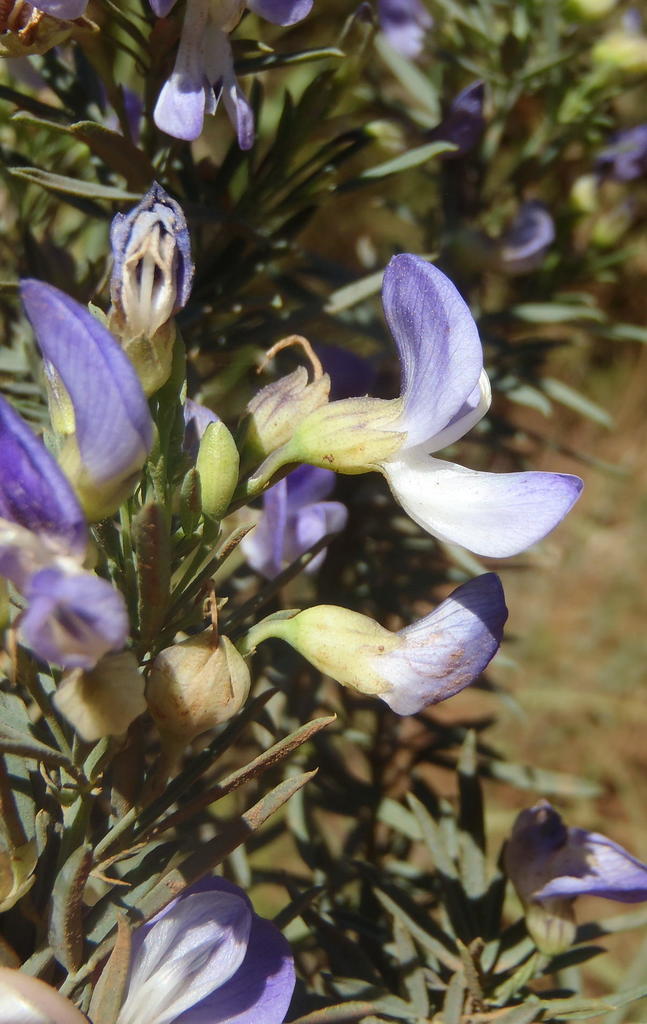 Violet-flash Fountainbush (Eastford Glen - Locally Indigenous Species ...