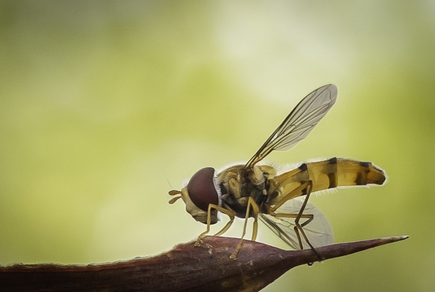 Black-banded Hoverfly from Surla on October 2, 2021 at 01:11 PM by ...