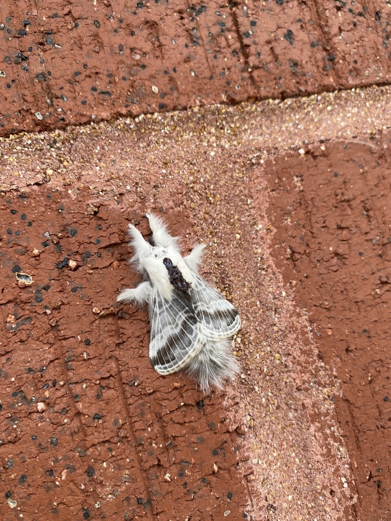 Large Tolype Moth from SSR-N, Wentzville, MO, US on October 06, 2021 at ...