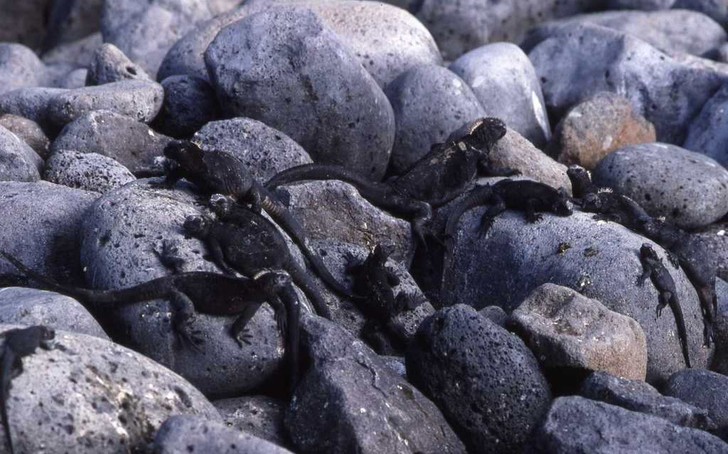 Marine Iguana in August 1988 by Simon Tonge · iNaturalist