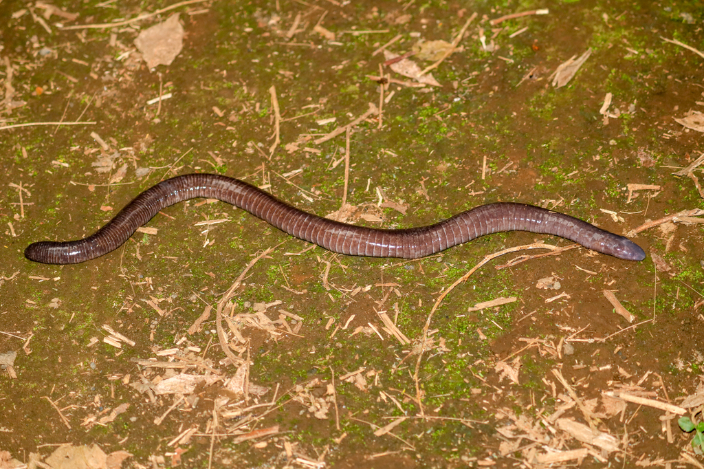 Mexican Caecilian from El Chocoyero, Nicaragua on October 4, 2021 at 05 ...
