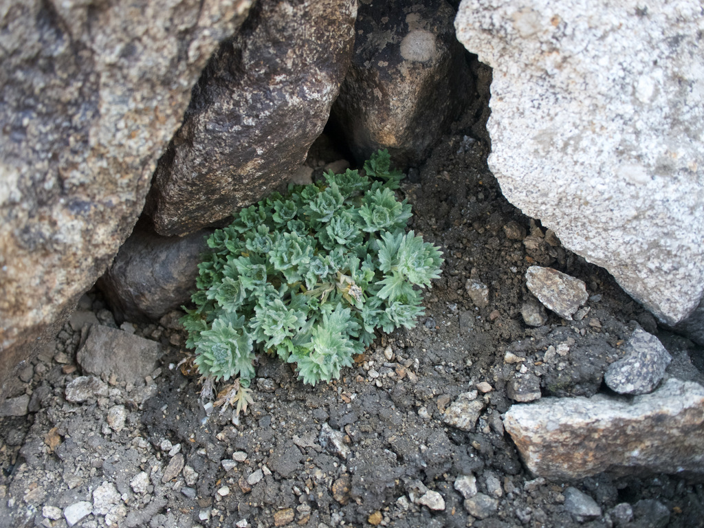 Solms-laubachia flabellata from Lailak, Batken, Kyrgyzstan on July 27 ...
