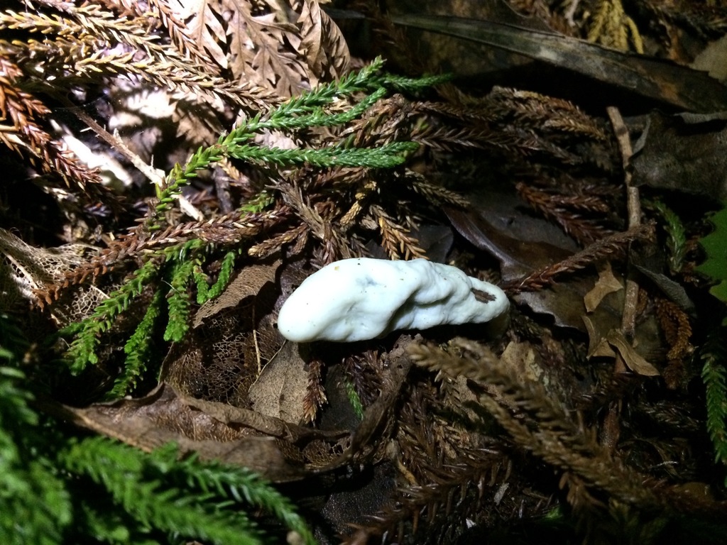 Blue Pouch Fungus from Piha 0772, New Zealand on May 30, 2018 at 07:54 ...
