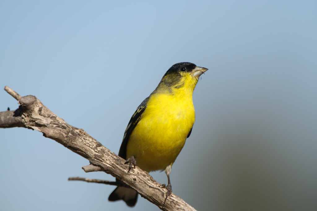 Lesser Goldfinch (The Birds of Banning Park and Museum) · iNaturalist