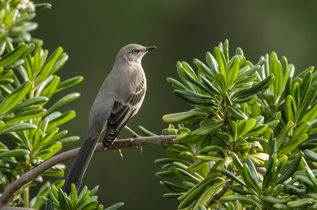 Northern Mockingbird (The Birds of Banning Park and Museum) · iNaturalist