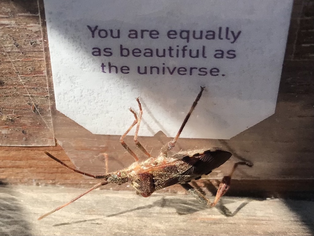 Western Conifer Seed Bug from Cedar Grove, WI, US on October 6, 2021 at ...