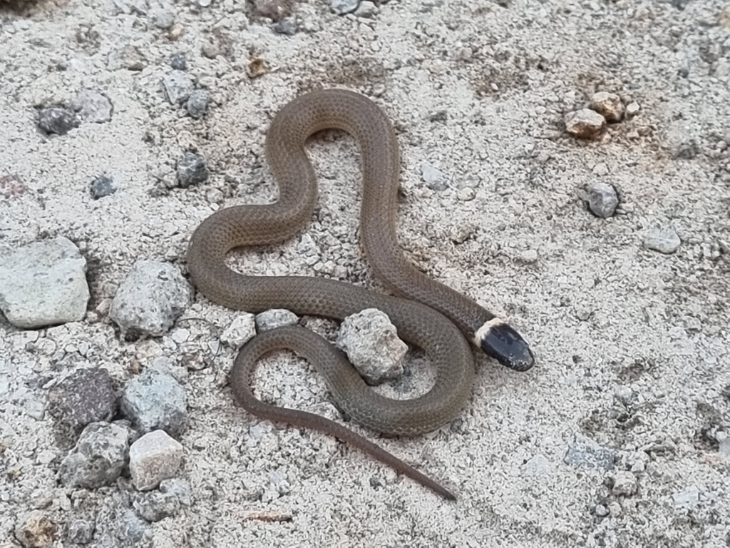 Chihuahuan Black-headed Snake (Reptiles of Cochise County) · iNaturalist