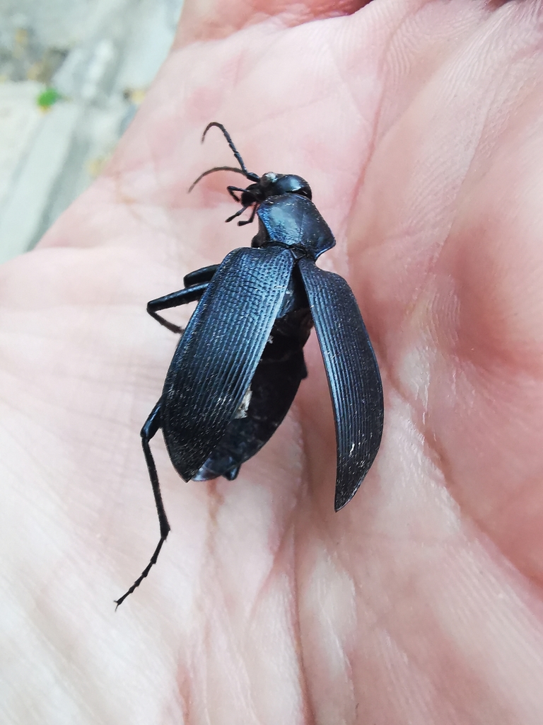 Calosoma angulatum from Rincón de La Sierra, Guadalupe, N.L., México on ...
