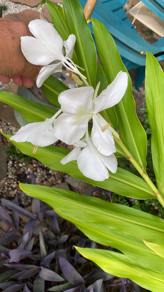 White ginger from Wilmington on October 06, 2021 at 04:24 PM by ...