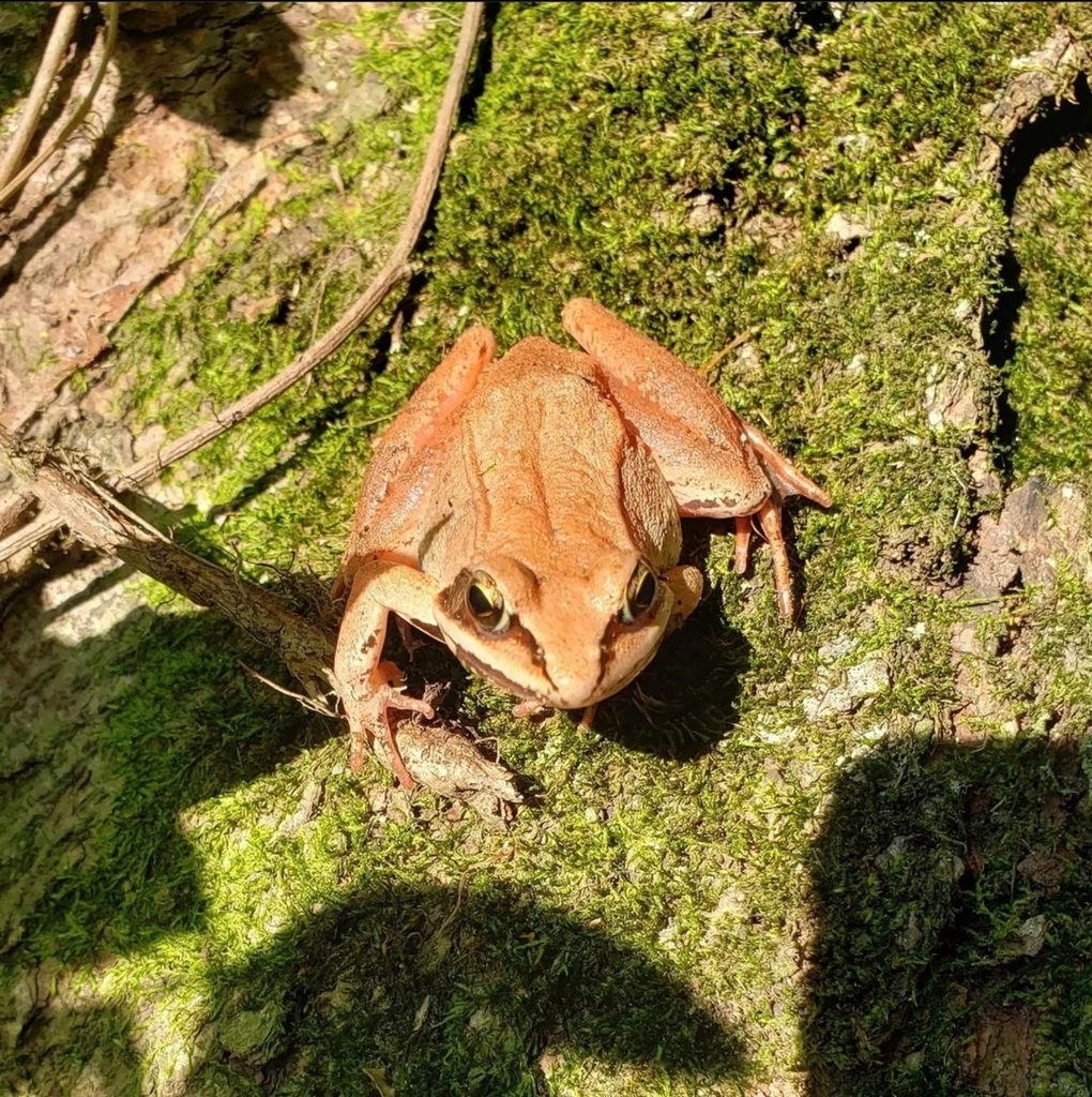 Wood Frog from Findlay on September 29, 2021 at 01:17 PM by ...