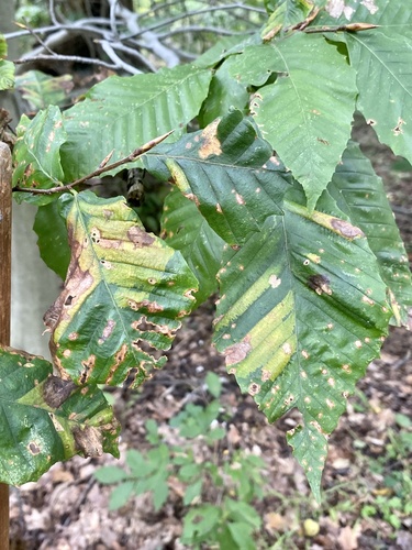 Beech Leaf Disease (Early Detection Watchlist for New River Gorge NP ...