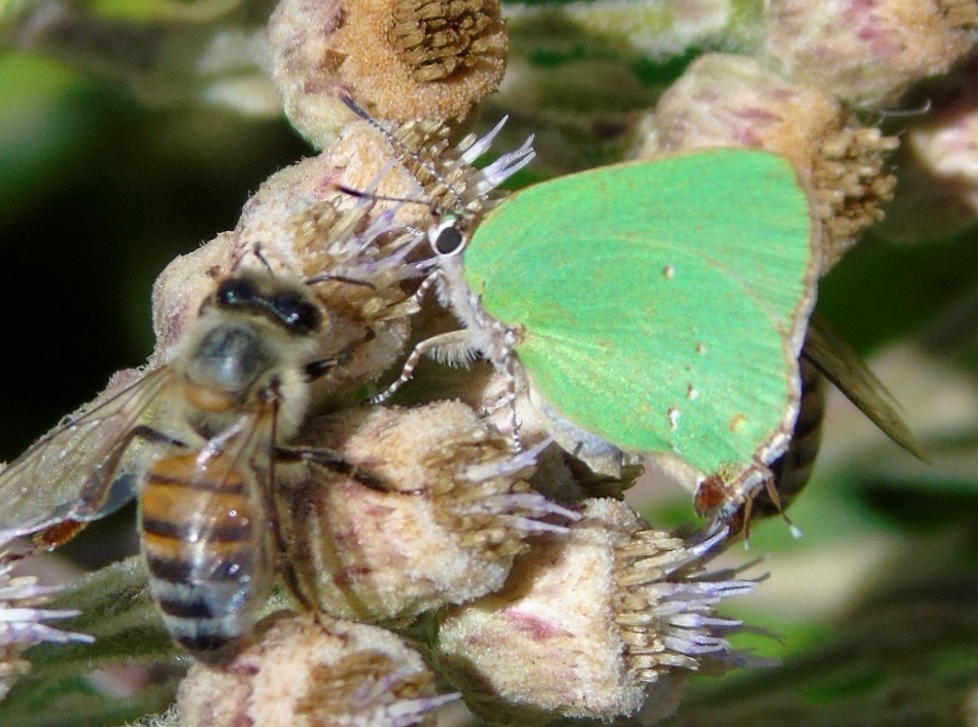 Cyanophrys herodotus (Las mariposas (Hesperioidea y Papilionoidea) de ...