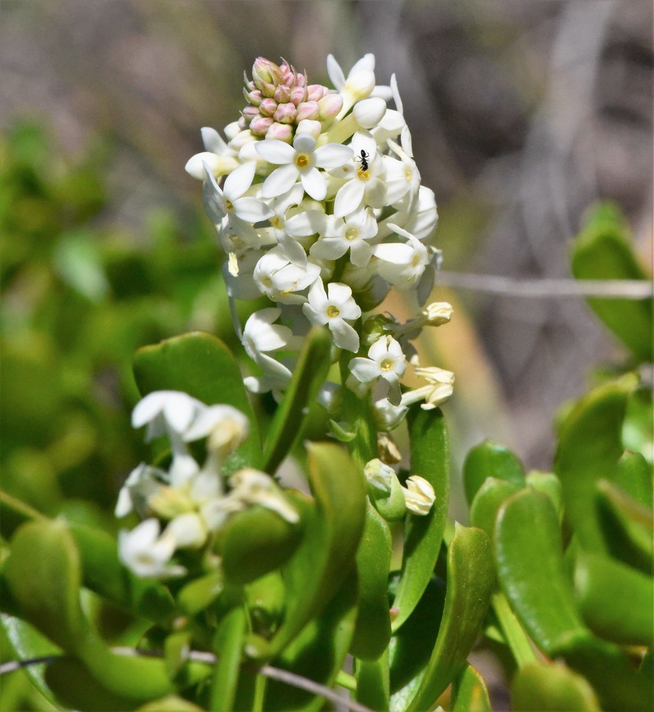 coast Stackhousia from Termeil NSW 2539, Australia on October 06, 2021 ...