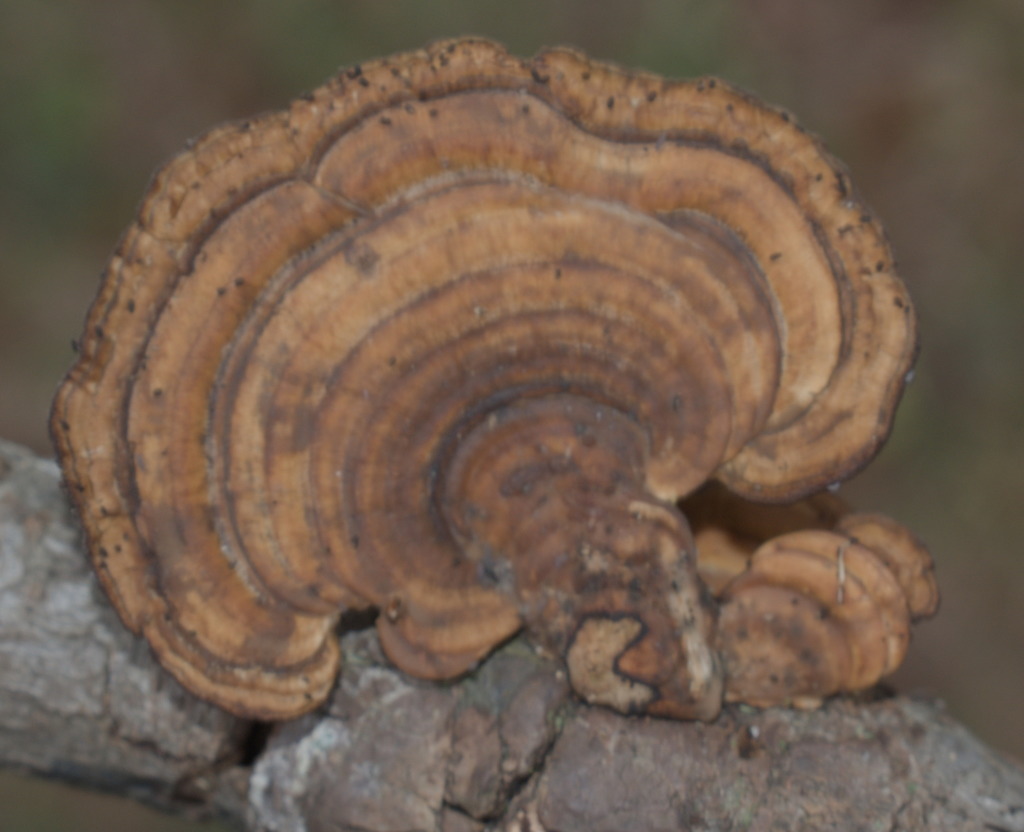 Thin-walled Maze Polypore from Sussex County, DE, USA on October 6 ...