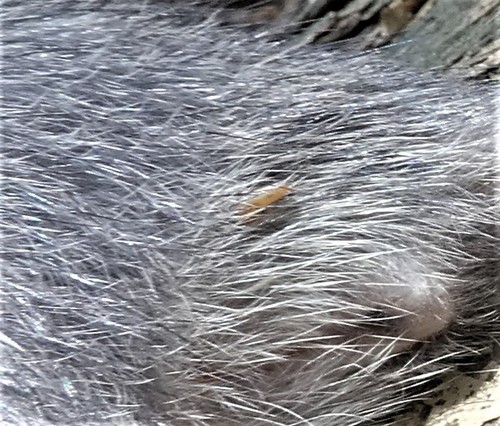 Superfamilia Hemimeroidea · iNaturalist Ecuador