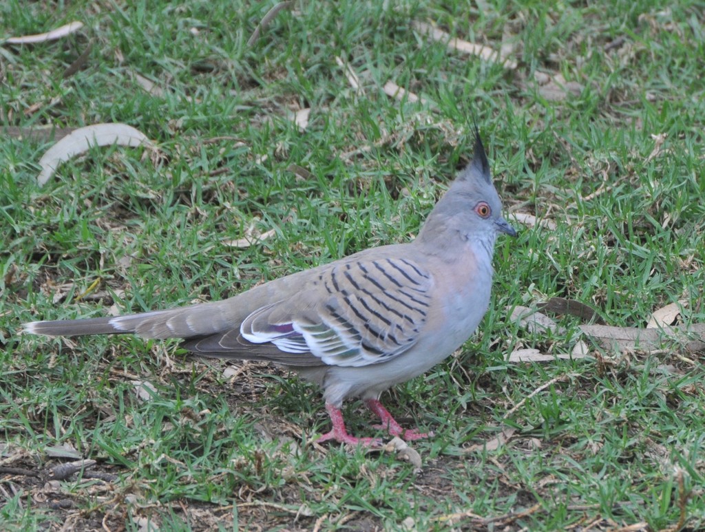 Crested Pigeon from Adelaide SA, Australia on October 06, 2021 at 11:13 ...