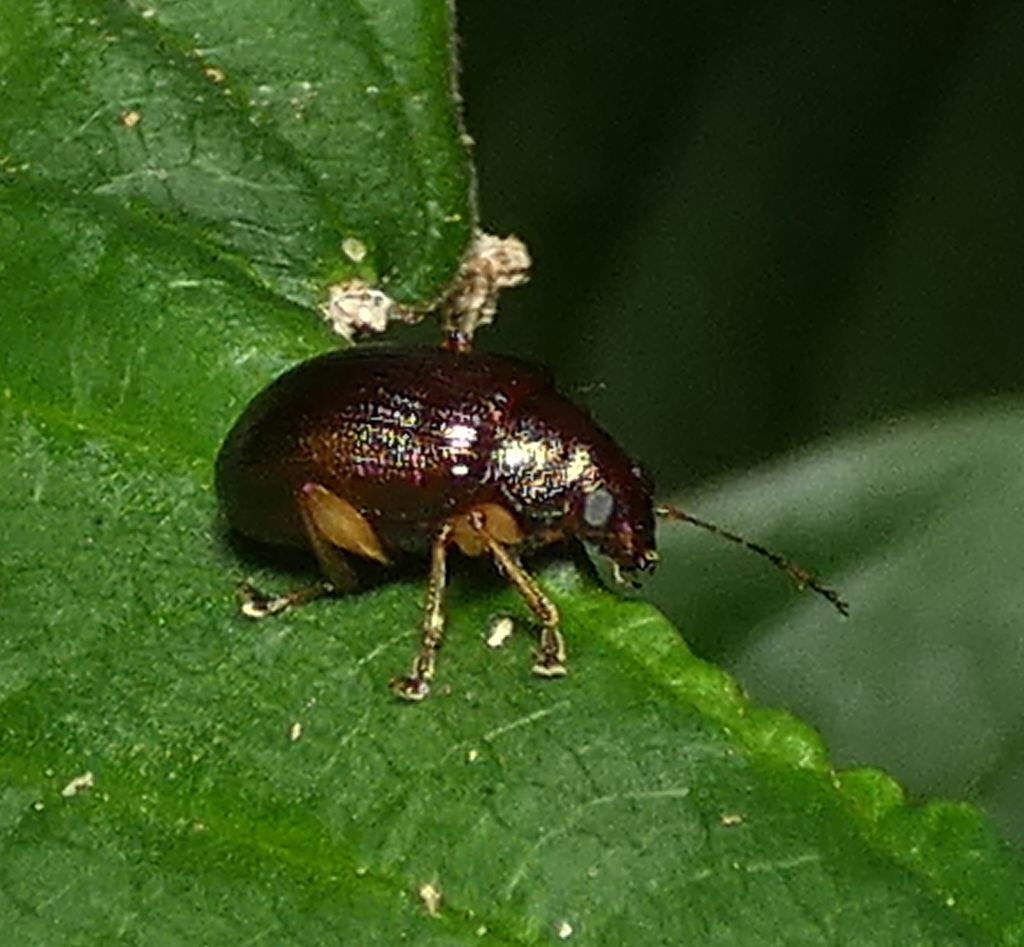 Colaspis from Zona rural de Paudalho - Pernambuco on October 2, 2021 at ...