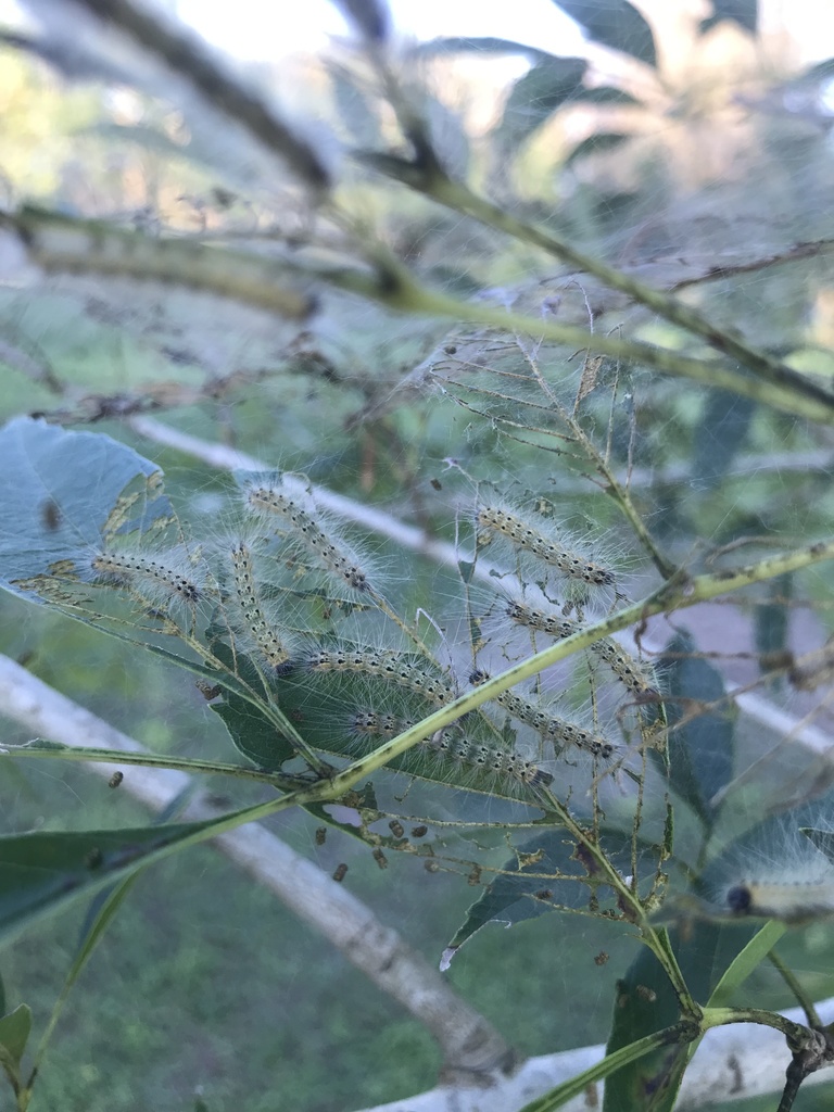 Fall Webworm Moth from FM-510, Los Fresnos, TX, US on October 06, 2021 ...