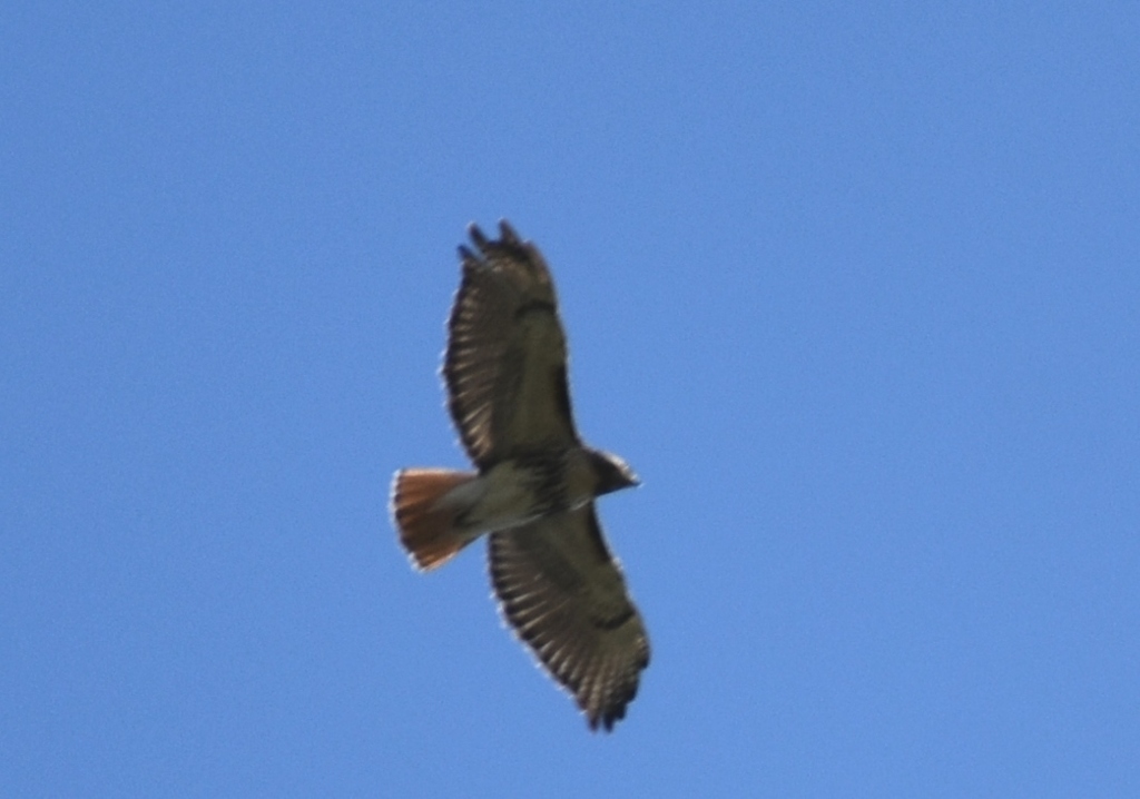 Red-tailed Hawk from lancer park Farmville, VA 23901, USA on April 21 ...