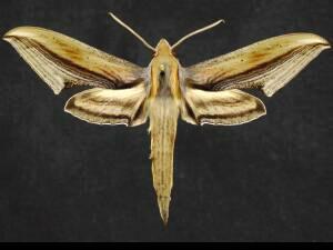 Falcon Sphinx (Xylophanes falco) (Moths of the United States ...