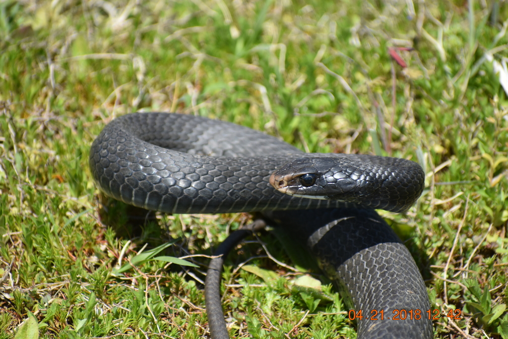 Northern Black Racer from Farmville, VA 23901, USA on April 21, 2018 at ...