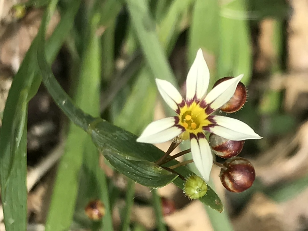 Blue Pigroot from 545 La Bota, Corsicana, TX, US on April 23, 2018 at ...
