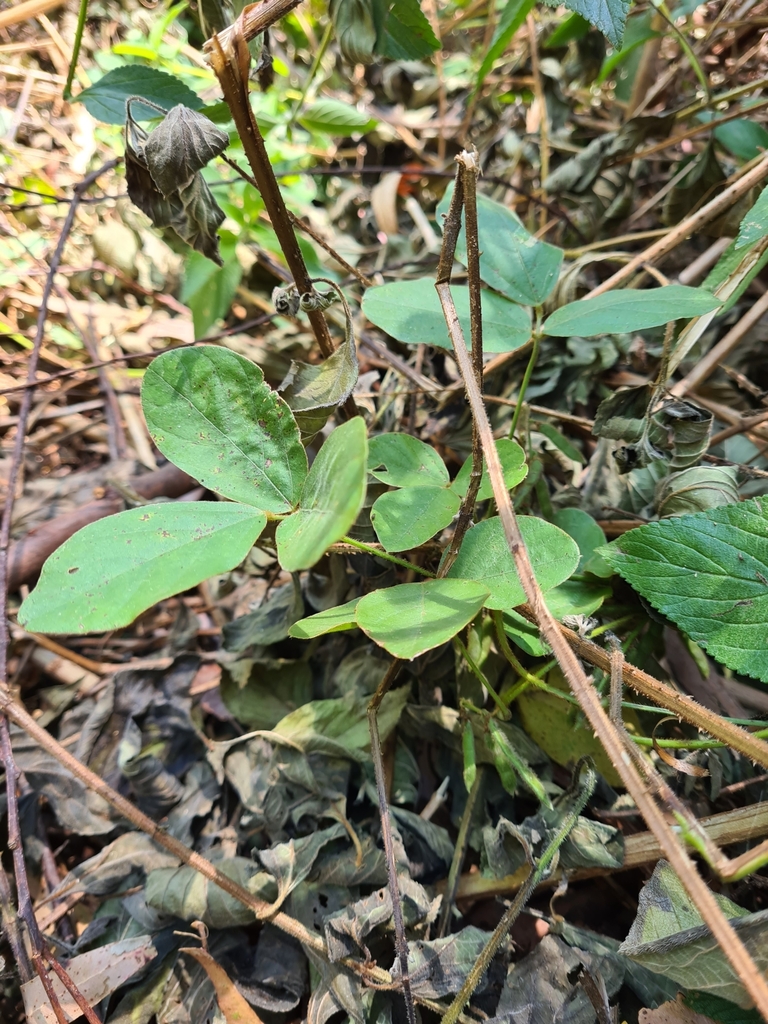 Perennial Soybean from Caloundra - Hinterland, AU-QL, AU on October 7 ...