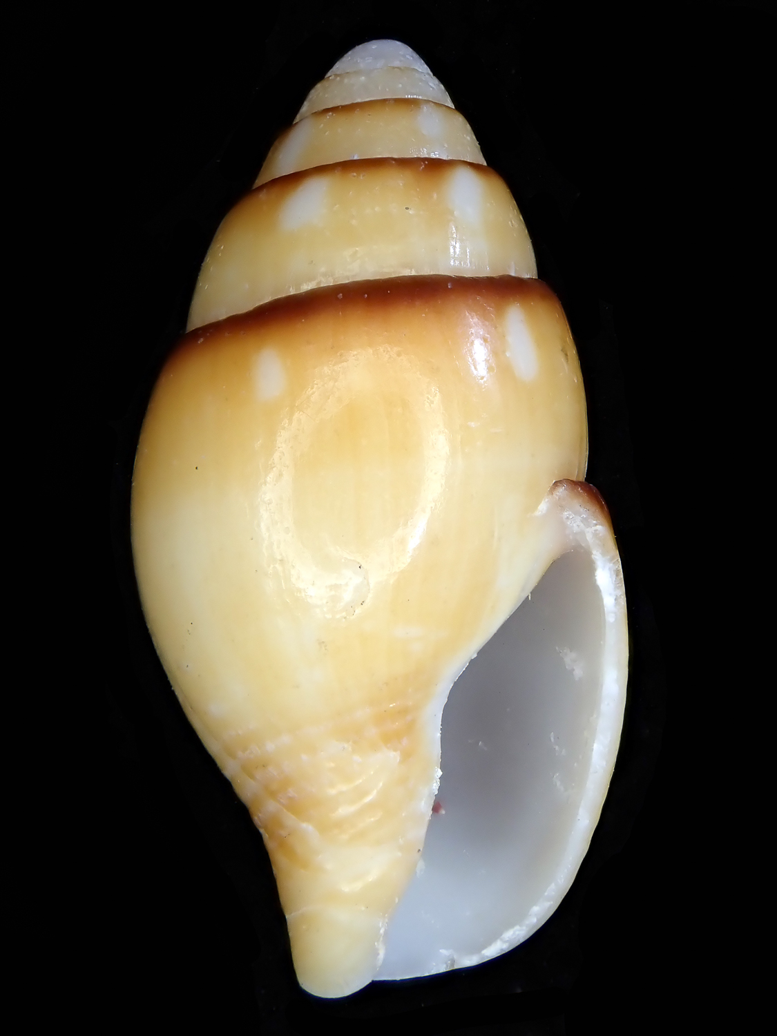 Pyrene flava (Bruguière, 1789)