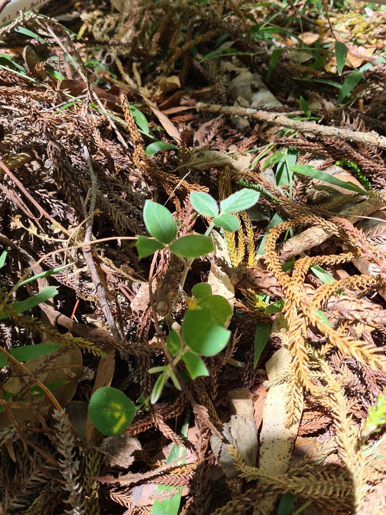 flowering plants from Caloundra - Hinterland, AU-QL, AU on October 7 ...