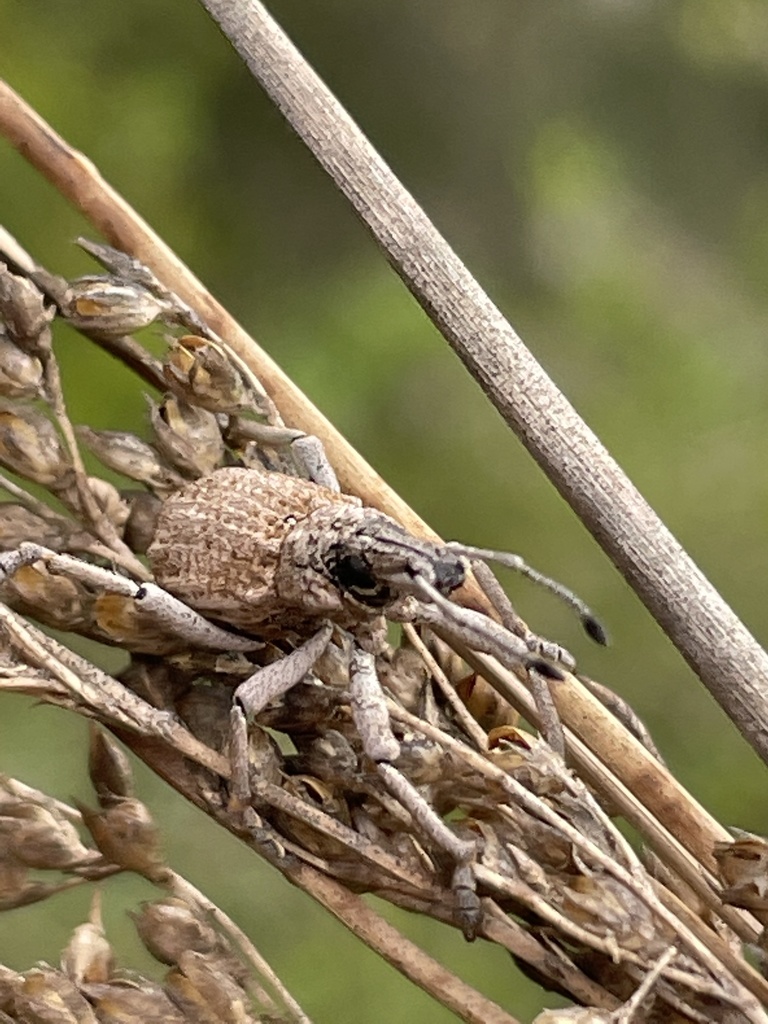 Leptopius from Bacchus Court, Frankston South, VIC, AU on October 07 ...