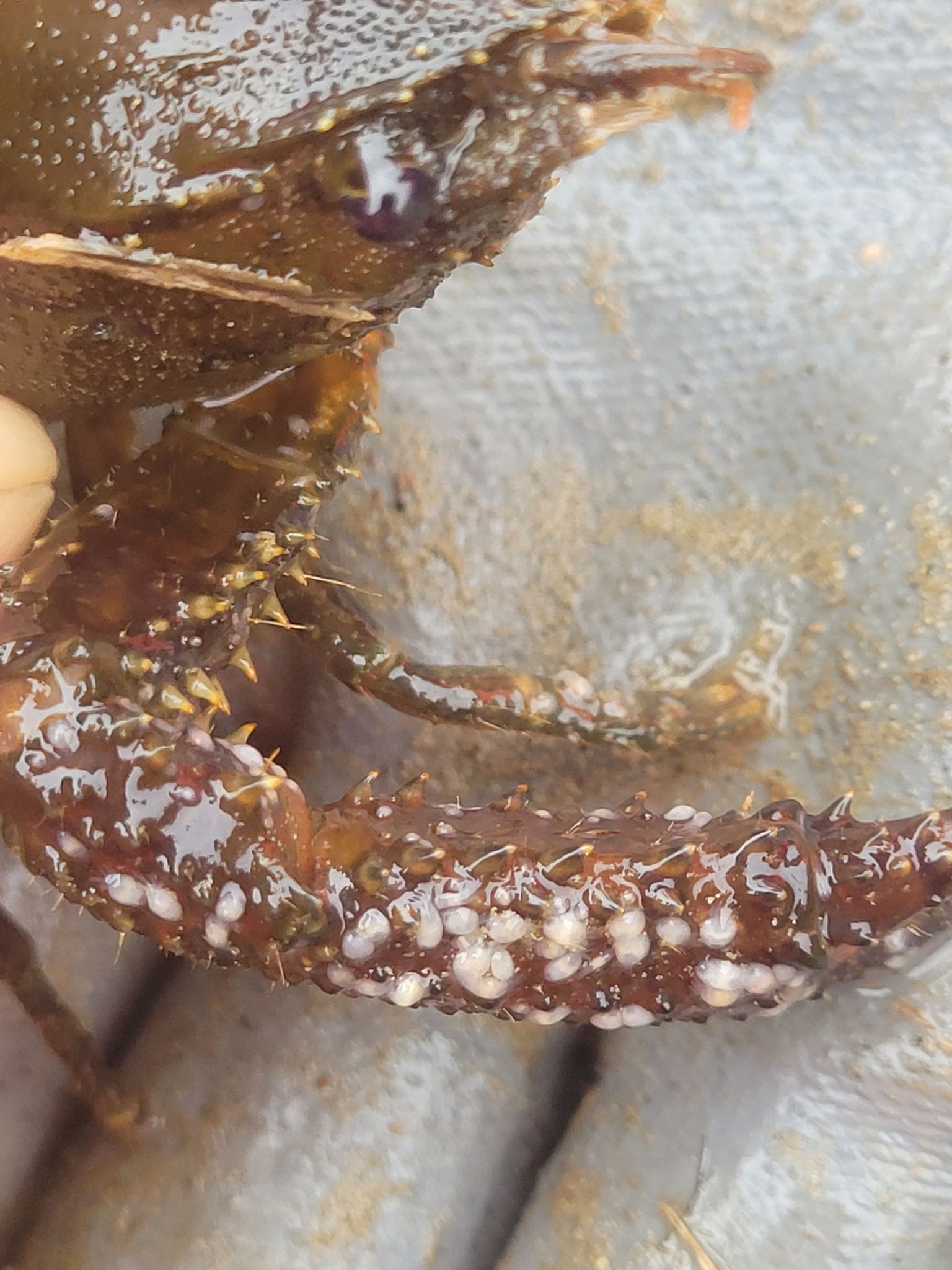 Temnocephalidae