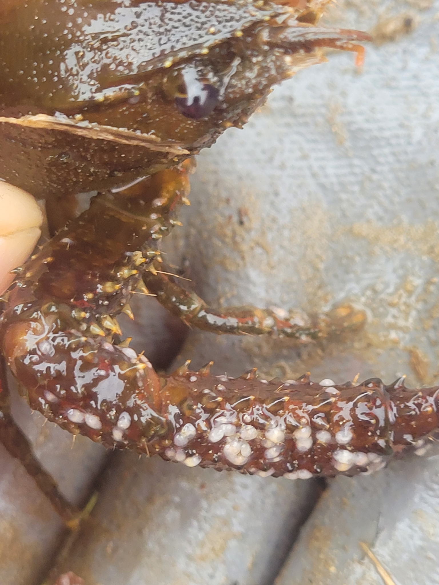 Temnocephalidae